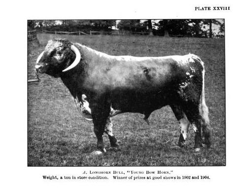 PUREGRASS BEEF - RIGGIT GALLOWAY CATTLE